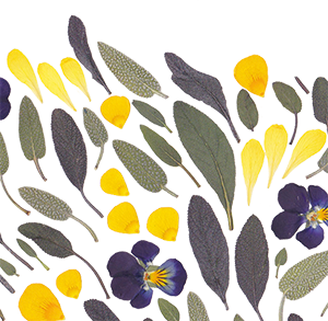 Conseil en habitat, jardin et paysagisme - Lily Wanat